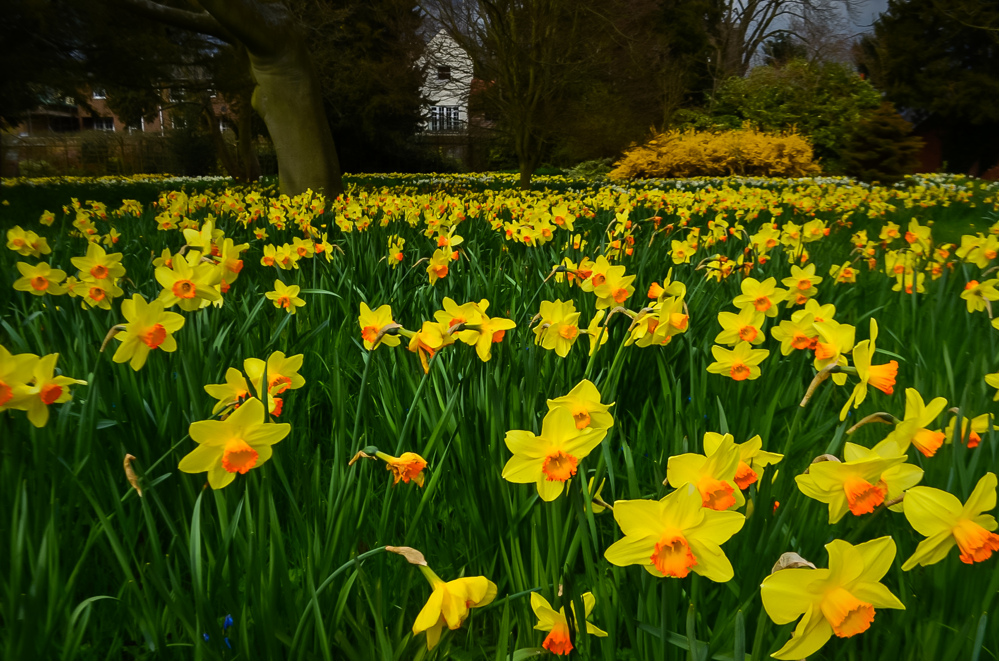 Dance with the Daffodils | September 12, 2021 Essay - Church of St ...